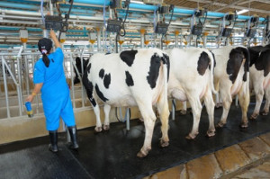 Animal Cooling Systems - Corrigan Mist